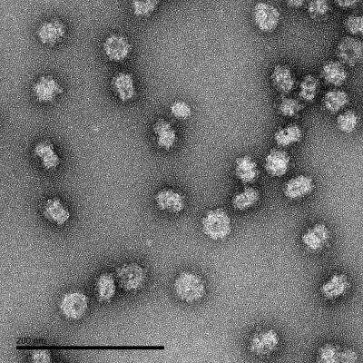 Dengue Virus 1 VLP Research Products: Novus Biologicals