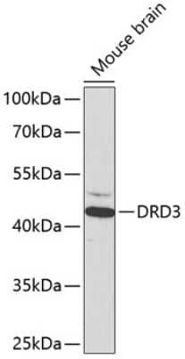 Dopamine D3R/DRD3 Antibody (NBP3-03577): Novus Biologicals
