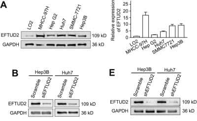 EFTUD2 Antibody (NB100-40849): Novus Biologicals