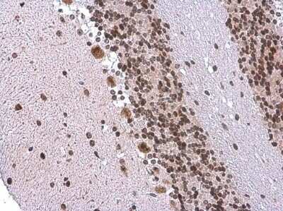 EN1/Engrailed 1 Antibody (NBP3-13332): Novus Biologicals
