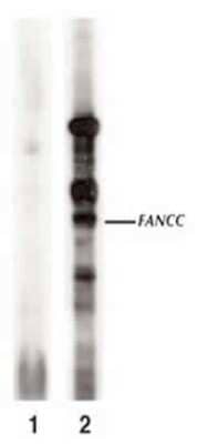 FANCC Antibody (NBP1-18978): Novus Biologicals