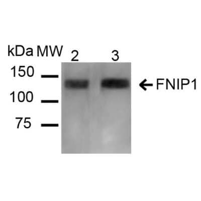 FNIP1 Antibody (NBP3-18249): Novus Biologicals