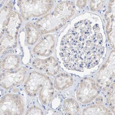 Filaggrin Antibody (NBP1-87528): Novus Biologicals
