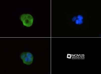 G0S2 Antibody (NBP1-71690): Novus Biologicals