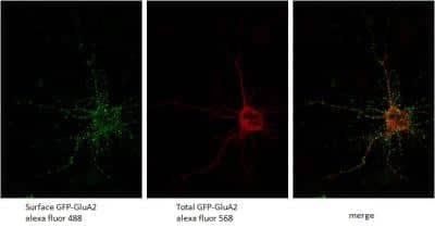 GFP Antibody (NB100-1614): Novus Biologicals