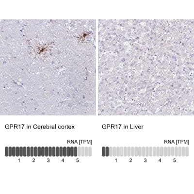 GPR17 Antibody (NBP1-87531): Novus Biologicals