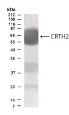 CRTH-2/GPR44 Antibody - BSA Free (NB100-93564): Novus Biologicals