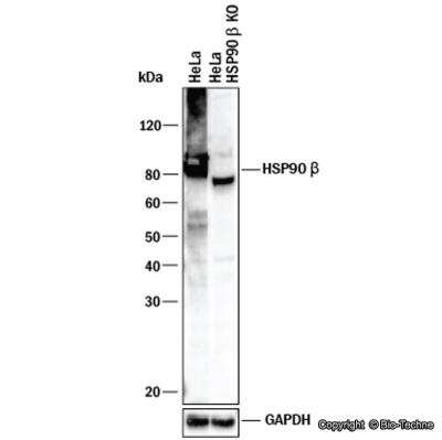 HSP90 beta Antibody (NBP2-55509): Novus Biologicals