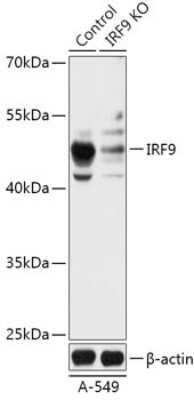 IRF9 Antibody (NBP3-03263): Novus Biologicals