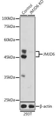 JMJD6/PSR Antibody - Azide and BSA Free (NBP3-03444): Novus Biologicals