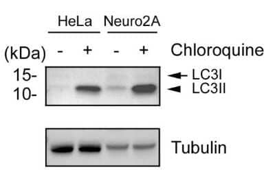 LC3 Antibodies: Novus Biologicals
