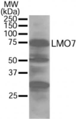 LMO7 Antibody (NB100-1360): Novus Biologicals