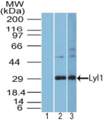 Lyl1 Antibody (NBP2-27188): Novus Biologicals