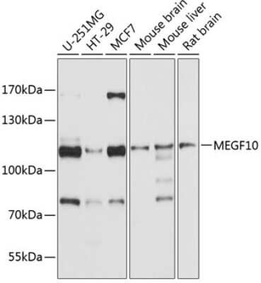 MEGF10 Antibodies: Novus Biologicals
