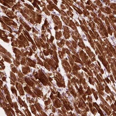 MLIP Antibody (NBP2-68608): Novus Biologicals