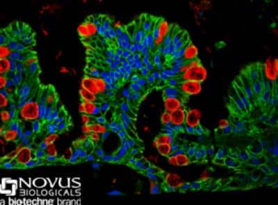 MUC2 Antibody (NBP1-31231): Novus Biologicals