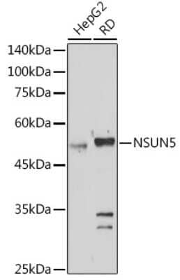 NSUN5 Antibody (NBP3-16628): Novus Biologicals