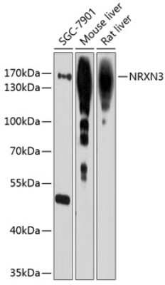 Neurexin 3/NRXN3 Antibody - BSA Free (NBP2-93379): Novus Biologicals