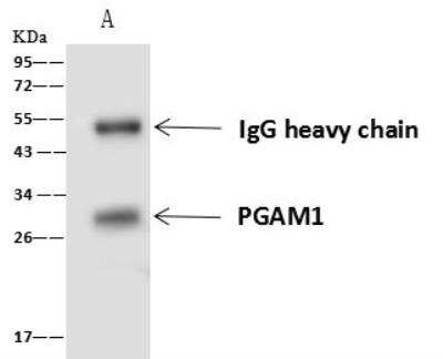 PGAM1 Antibody (NBP2-97513): Novus Biologicals