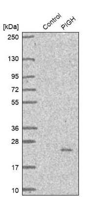PIGH Antibody (NBP1-83342): Novus Biologicals