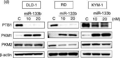 PKM1 Antibody - BSA Free (NBP2-14833): Novus Biologicals