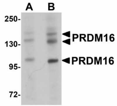 PRDM16/MEL1 Antibody - BSA Free (NBP1-71992): Novus Biologicals