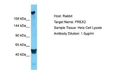 PREX2 Antibody (NBP2-88090): Novus Biologicals