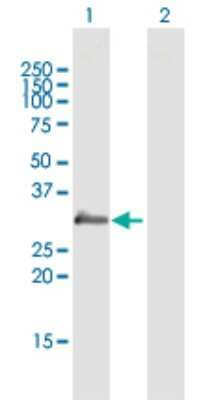 MBP-1 Antibody (H00005553-B01P): Novus Biologicals