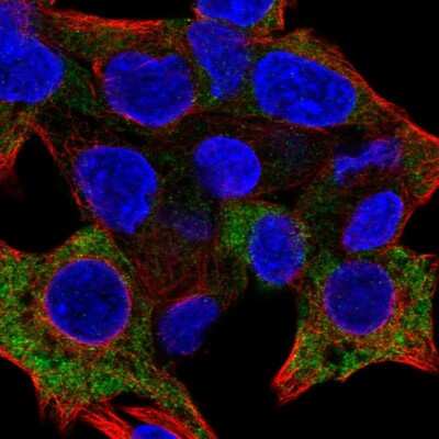 Perforin Antibody (NBP2-55214): Novus Biologicals