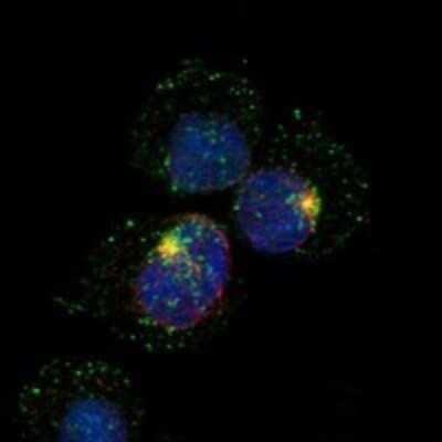 RhoH Antibody (NBP3-17426): Novus Biologicals