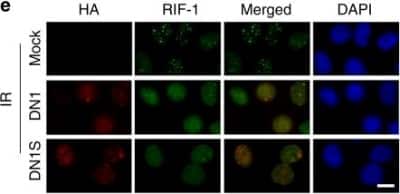 Rif1 Antibody (NBP2-47303): Novus Biologicals