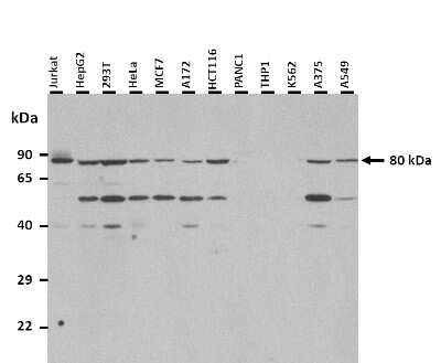 SLC44A2 Antibody (NBP3-10576): Novus Biologicals