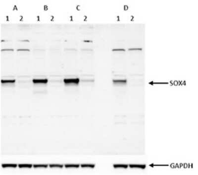 SOX4 Antibody (NBP3-18643): Novus Biologicals