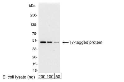 T7 Epitope Tag Antibody - Bulk Size (NB600-374): Novus Biologicals