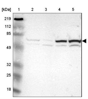 Thioredoxin Reductase 1/TRXR1 Antibody (NBP1-81791): Novus Biologicals
