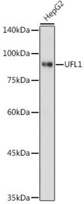UFL1 Antibody (NBP3-16039): Novus Biologicals