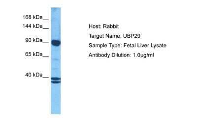 USP29 Antibody (NBP2-88561): Novus Biologicals