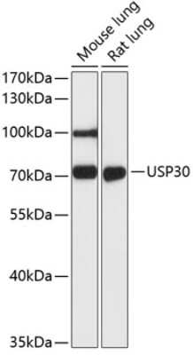 USP30 Antibody (NBP2-93487): Novus Biologicals