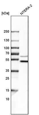 WIPI2 Antibody (NBP1-88879): Novus Biologicals