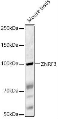 ZNRF3 Antibody (NBP3-03924): Novus Biologicals