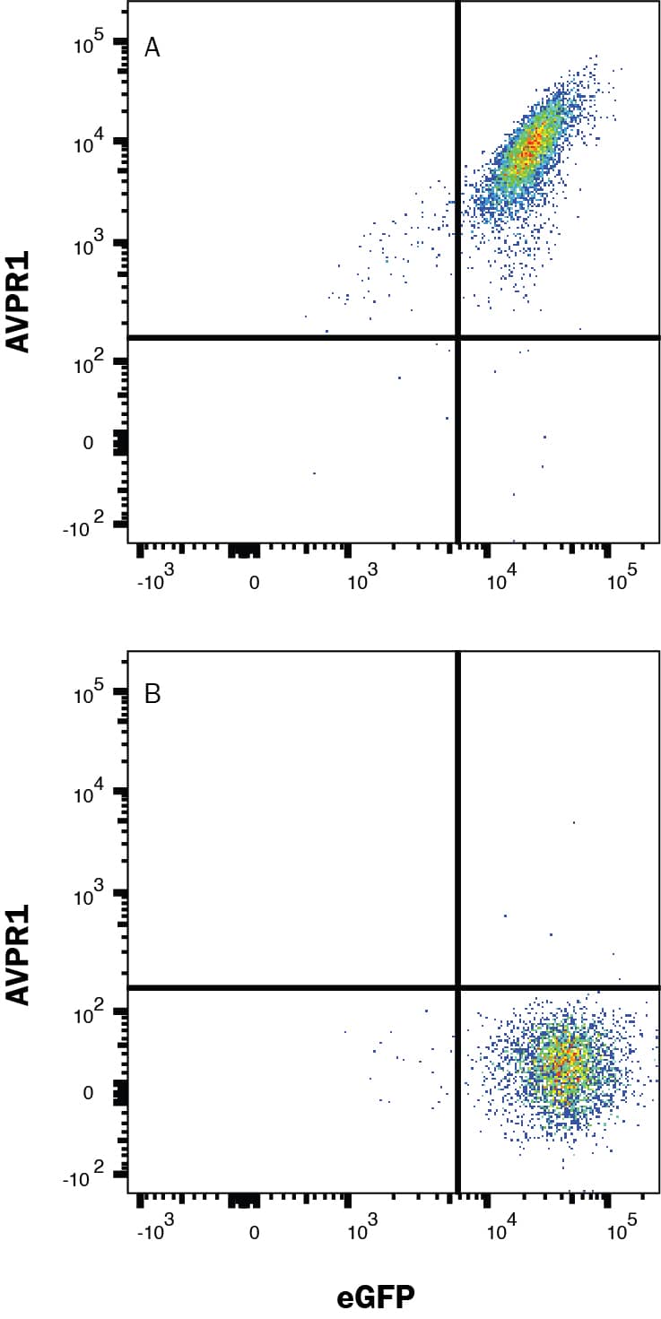 V1a Vasopressin R/AVPR1A Antibodies: Novus Biologicals