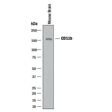 CD11b Antibodies: Novus Biologicals