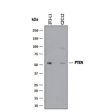 PTEN Antibodies: Novus Biologicals