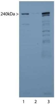 Alpha Fodrin Antibody (NBP1-92696): Novus Biologicals