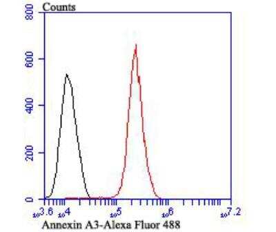 Annexin A3 Antibody (NBP3-09057): Novus Biologicals