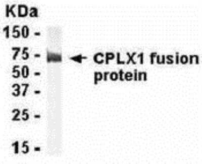 Complexin-1 Antibody - Azide and BSA Free (NB120-15855): Novus Biologicals