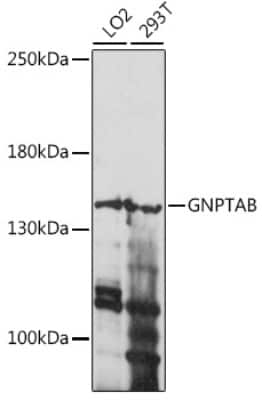 GNPTAB Antibody - Azide and BSA Free (NBP3-05029): Novus Biologicals