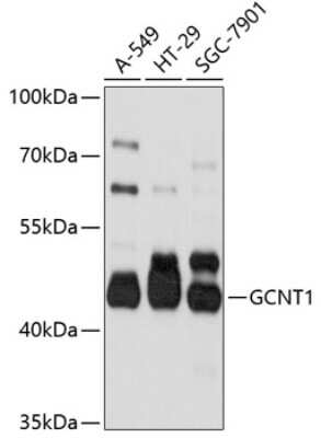 Glucosaminyl (N-acetyl) Transferase 1/GCNT1 Antibody - Azide and BSA ...