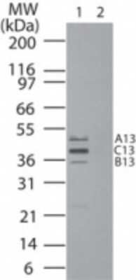 HOXB13 Antibody (NB100-2492): Novus Biologicals