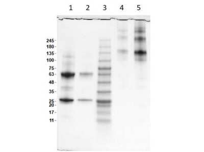 Human IgA Isotype Control (NBP1-97039): Novus Biologicals